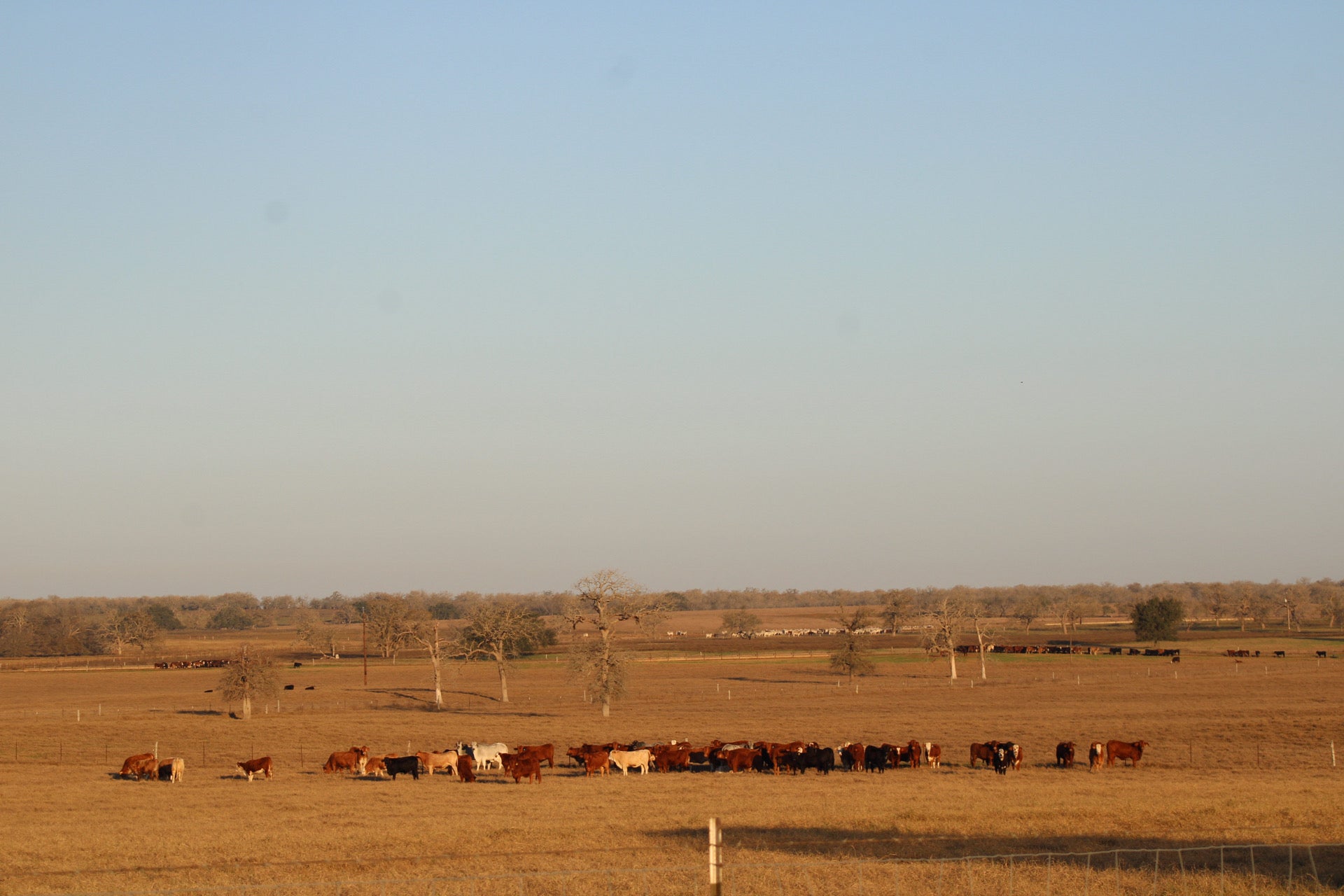 Ranch Hand Beef - Bulk Beef Source